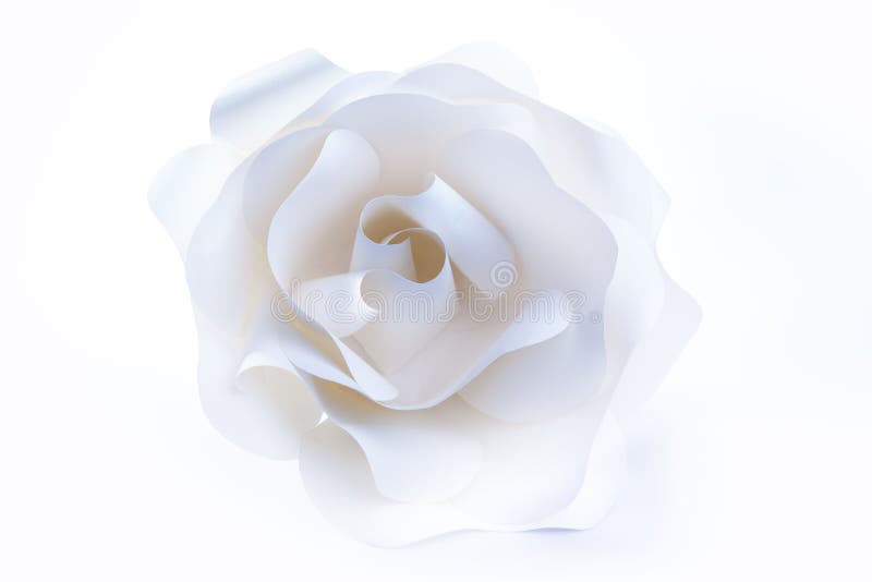 Beautiful White Rose on White Background. Stock Photo - Image of ...