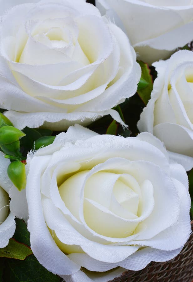 Beautiful White Roses Background Stock Photo - Image of macro ...
