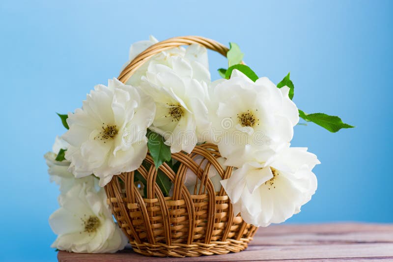 Beautiful White Roses in a Basket on a Blue Background Stock Image ...