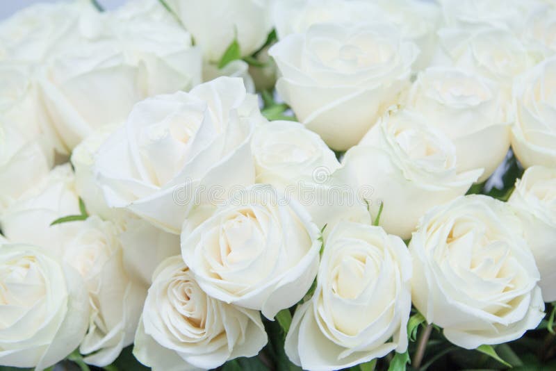 The beautiful white roses. stock photo. Image of branch - 109556550