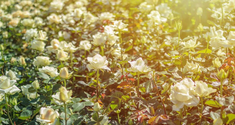 Beautiful White Roses Flower in the Garden Stock Photo - Image of macro ...