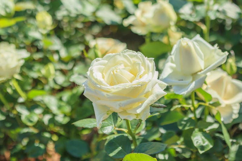 Beautiful White Roses Flower in the Garden Stock Photo - Image of ...