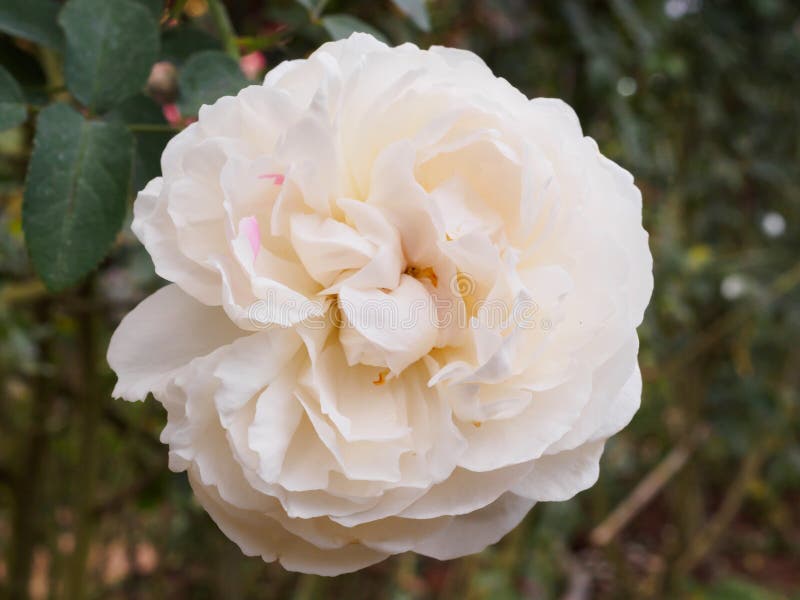 Beautiful White Roses Flower in the Garden Stock Photo - Image of bloom ...