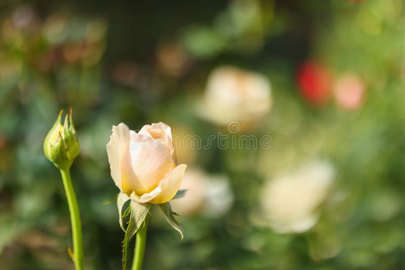Beautiful White Roses Flower in the Garden Stock Image - Image of ...