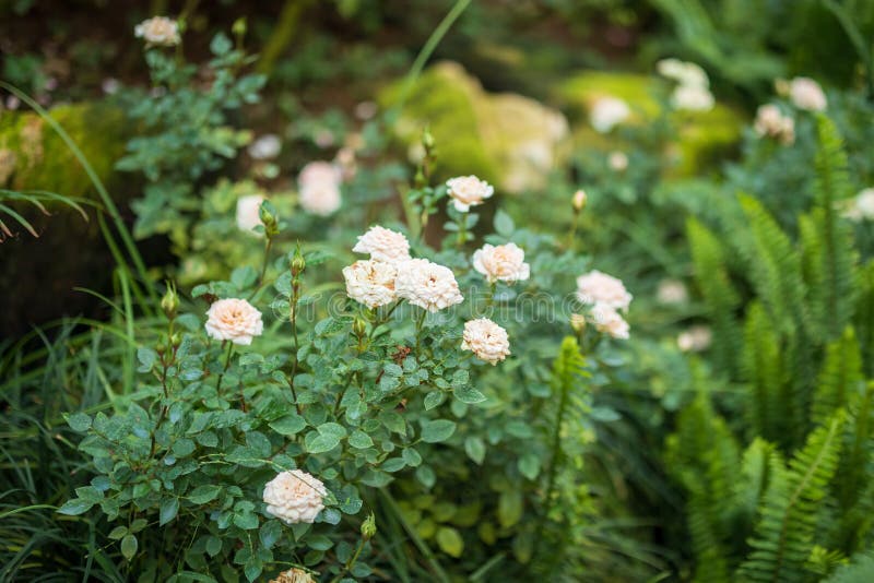 Beautiful White Roses Flower in the Garden Stock Photo - Image of ...