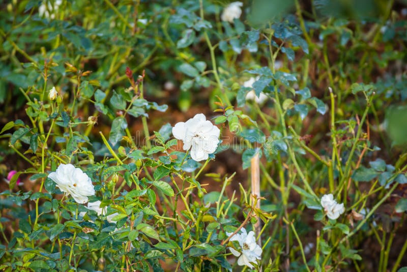 Beautiful White Roses Flower in the Garden Stock Image - Image of ...
