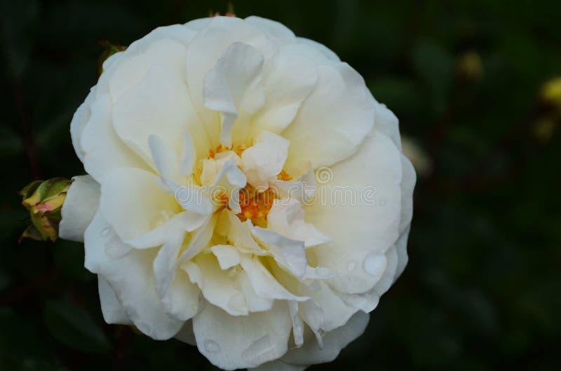 Beautiful White Roses in Full Bloom. Stock Photo - Image of flora ...