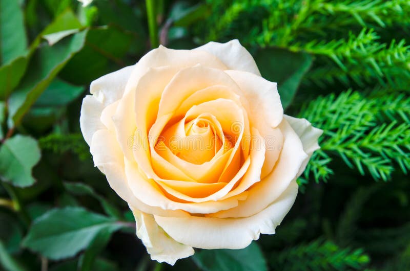 Beautiful White Roses in the Natural Stock Image - Image of retro ...