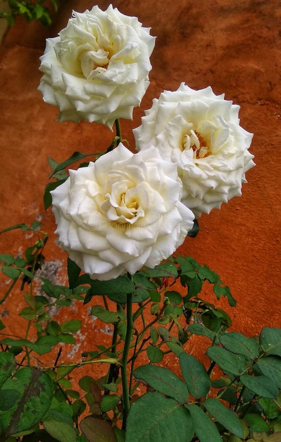A Beautiful White Roses Plant Stock Image - Image of tranquility, white ...