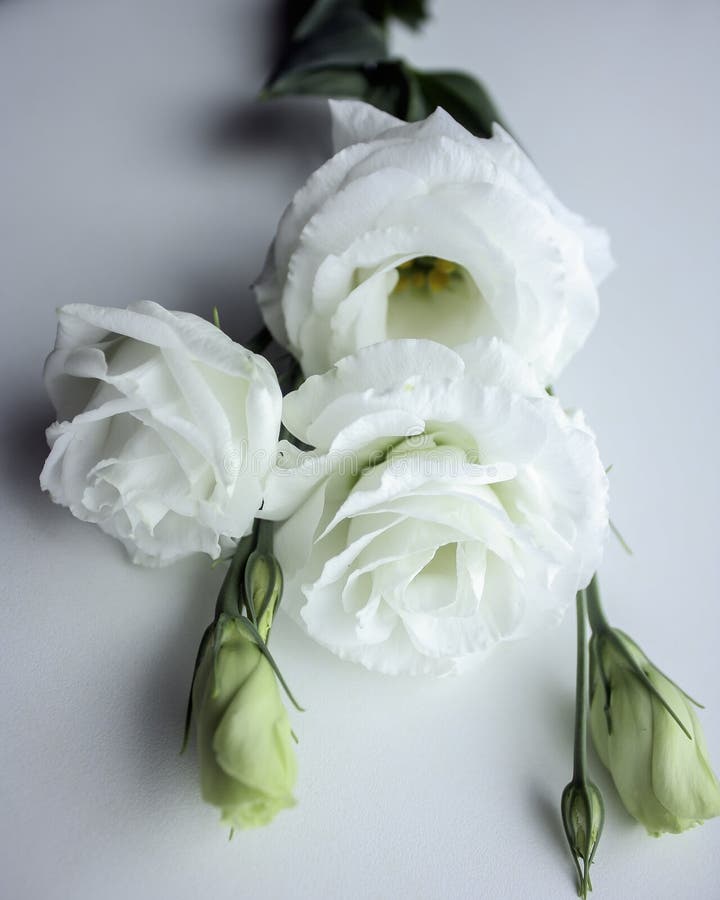Beautiful White Roses on a White Table Stock Image - Image of flowers ...