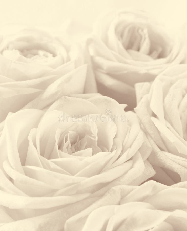 Beautiful White Roses Toned in Sepia As Wedding Background. Sof Stock ...