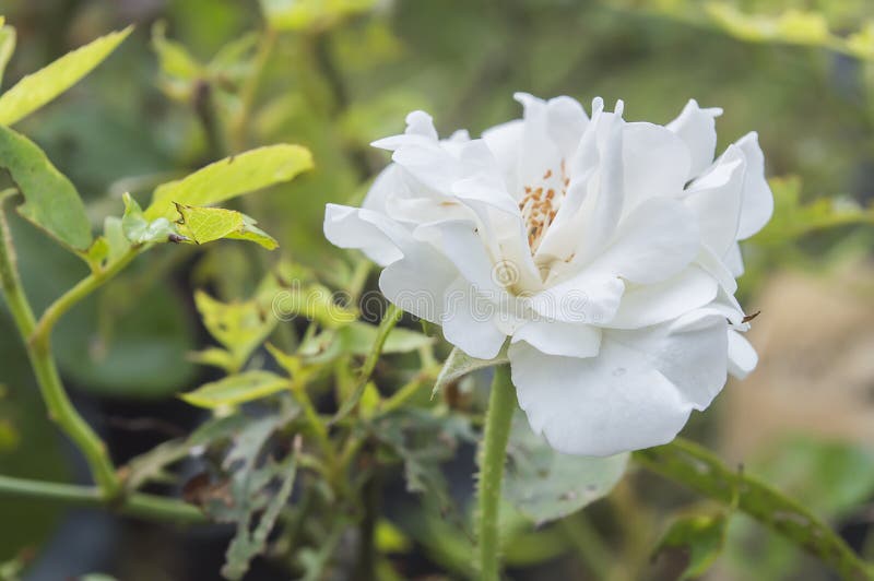 Beautiful white roses stock photo. Image of marriage - 58921914