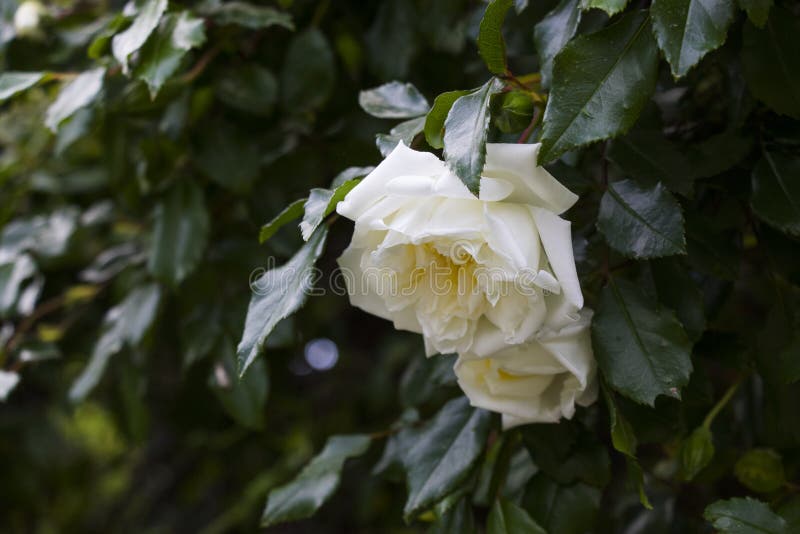 Beautiful White Roses, Tree of White Roses Stock Photo - Image of ...