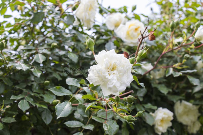 Beautiful White Roses, Tree of White Roses Stock Photo - Image of ...