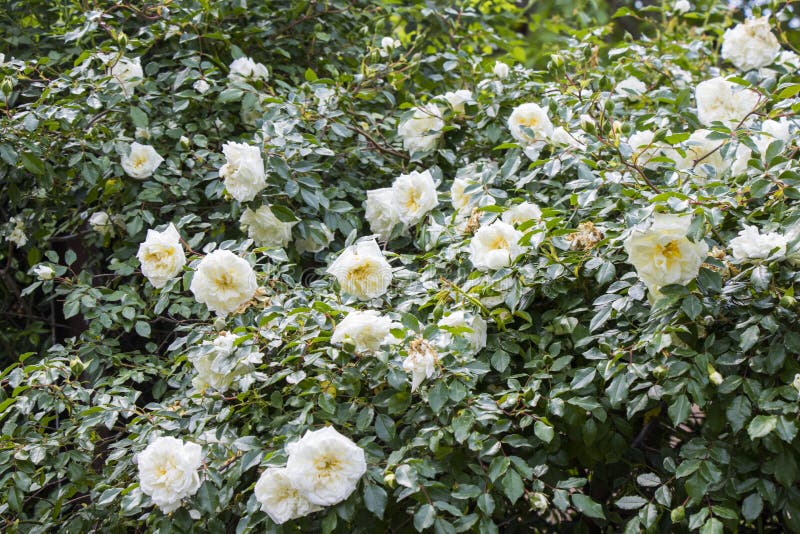 Beautiful White Roses, Tree of White Roses Stock Photo - Image of fresh ...