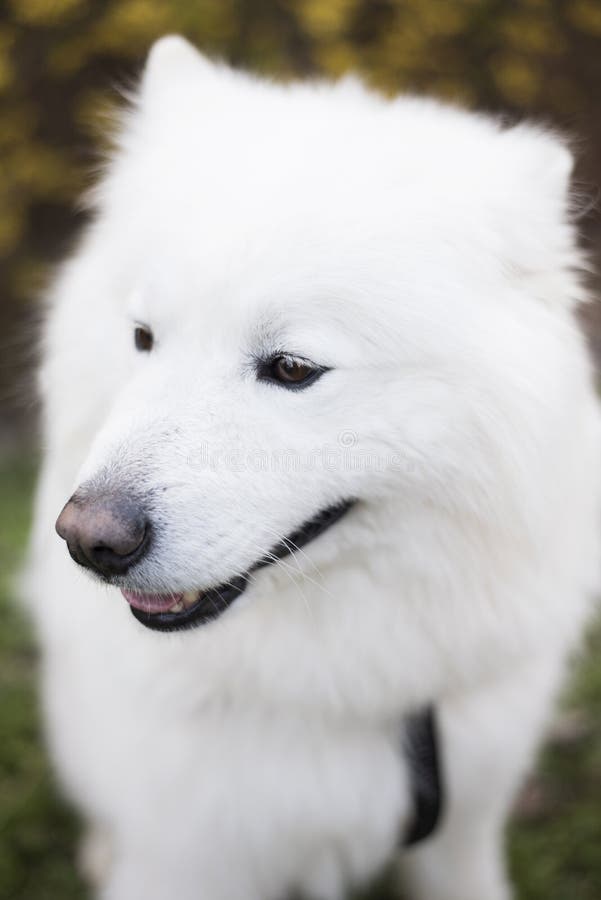 White Samoyed Sitting in Park Stock Image - Image of fluffy, white ...