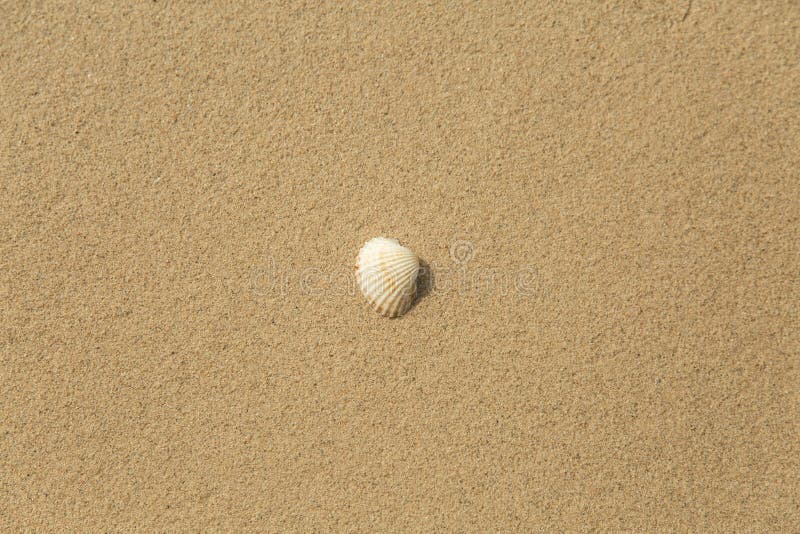 Beautiful White Sea Shell on Sand Stock Image - Image of tropic, travel ...