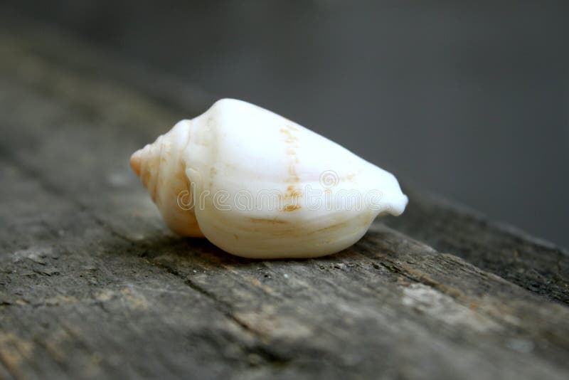 Beautiful White Sea Shell on the Table, Mediterranean Sea, Spain Stock ...