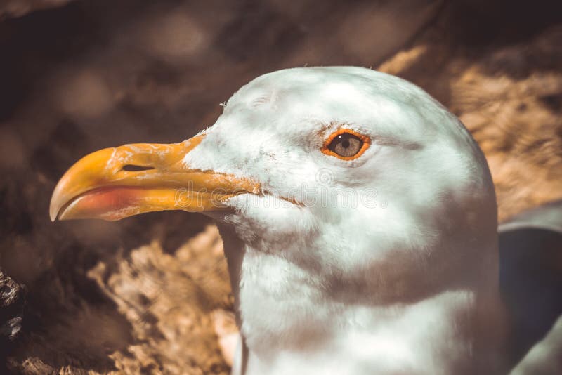 Beautiful White Seagull with Yellow Beak Stock Image - Image of staring ...