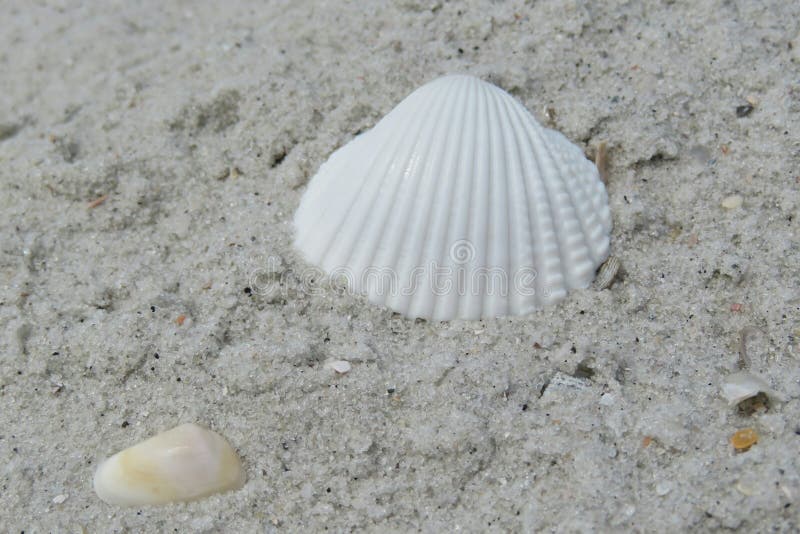 White Seashell on the Sand on Florida Beach Stock Image - Image of ...