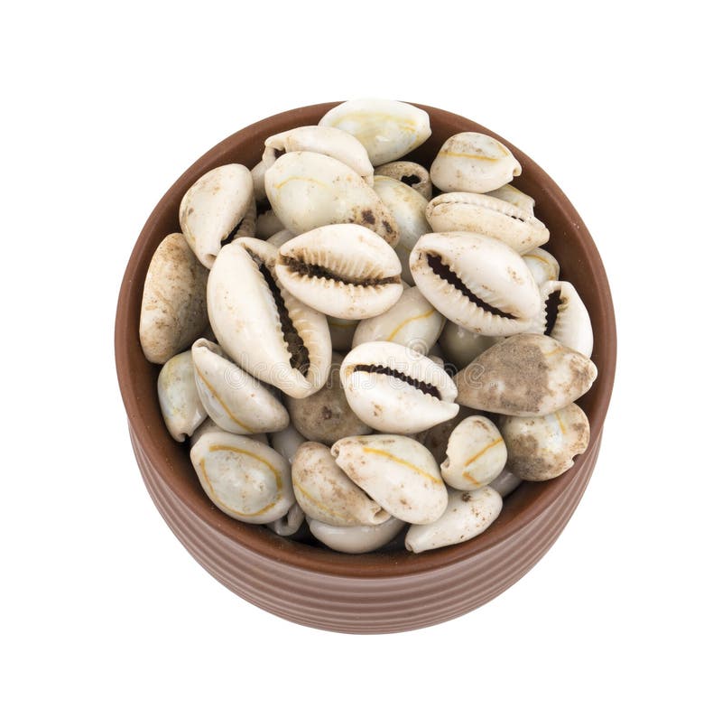 Beautiful White Seashells stock photo. Image of design - 158918880