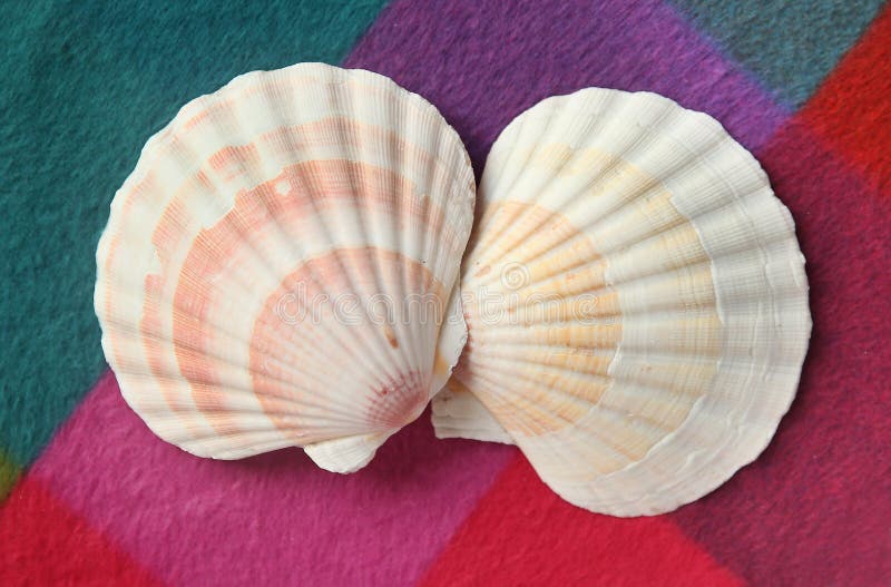 Beautiful Seashells on a Colored Background Stock Photo - Image of ...