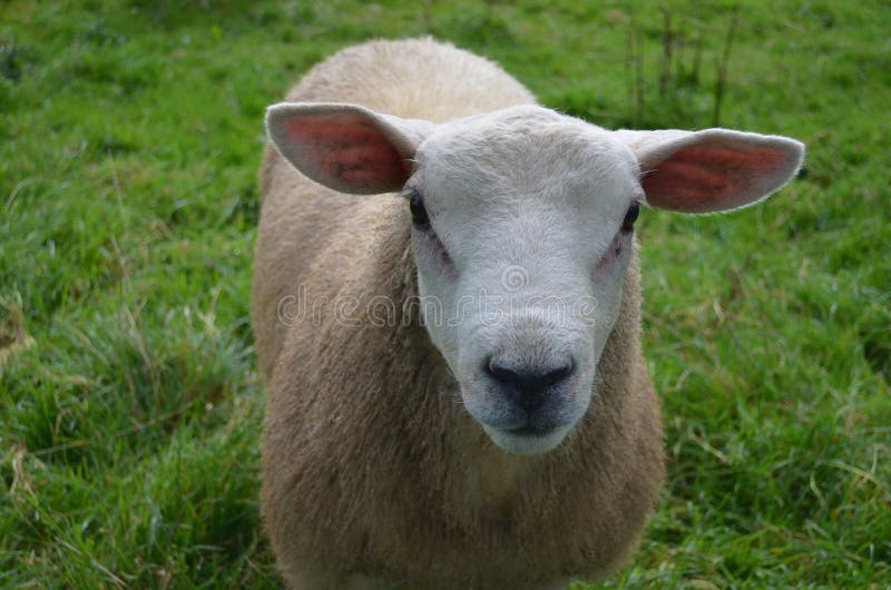 Beautiful White Sheep in a Grassy Field Stock Image - Image of ewes ...