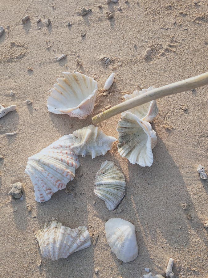 Beautiful White Shell on the Beach Stock Photo - Image of animal, wing ...