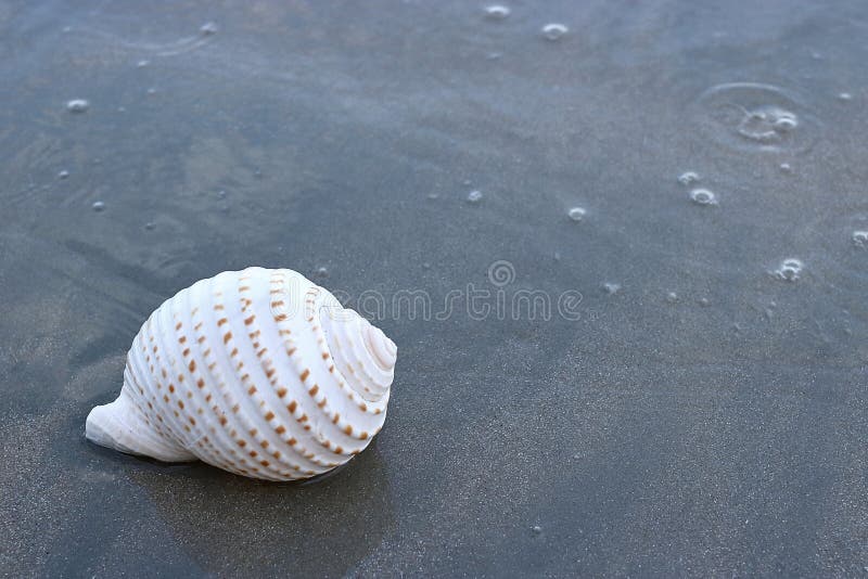 Beautiful White Shell on the Beach with Copy Space Background. Stock ...