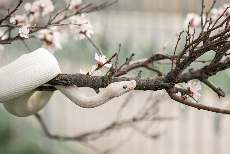 White Snake with Blue Eyes on a Cherry Blossom Branch. Ball Python ...