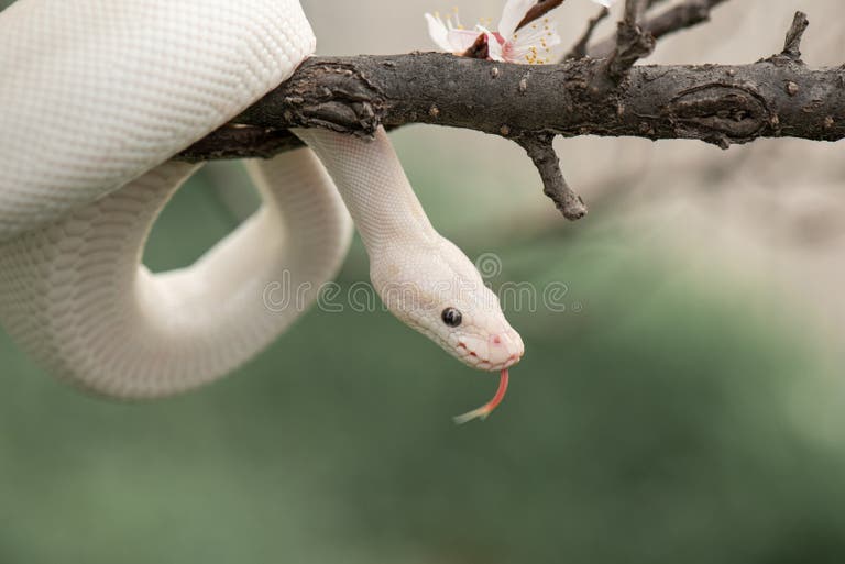 White Snake with Blue Eyes on Branch. Ball Python with Tongue Out. White Python in Spring Garden ...