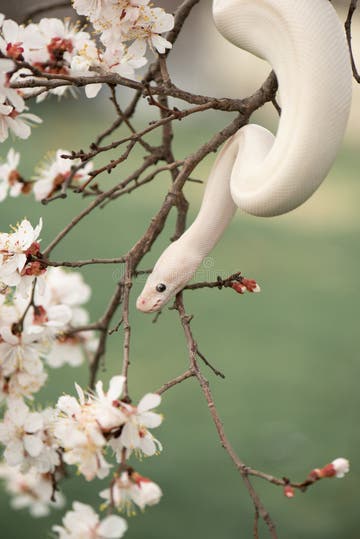 White Snake with Blue Eyes on a Cherry Blossom Branch. Ball Python. White Python in Spring ...
