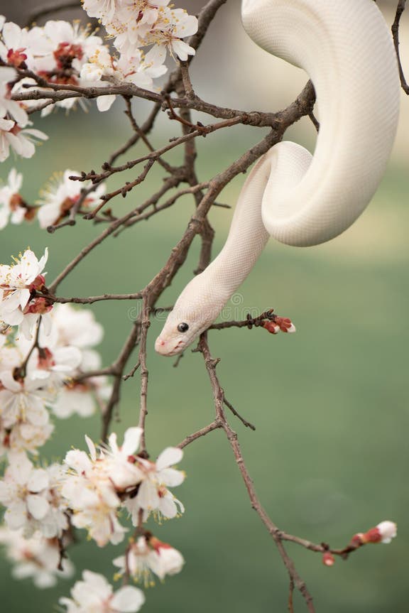White Snake with Blue Eyes on a Cherry Blossom Branch. Ball Python ...
