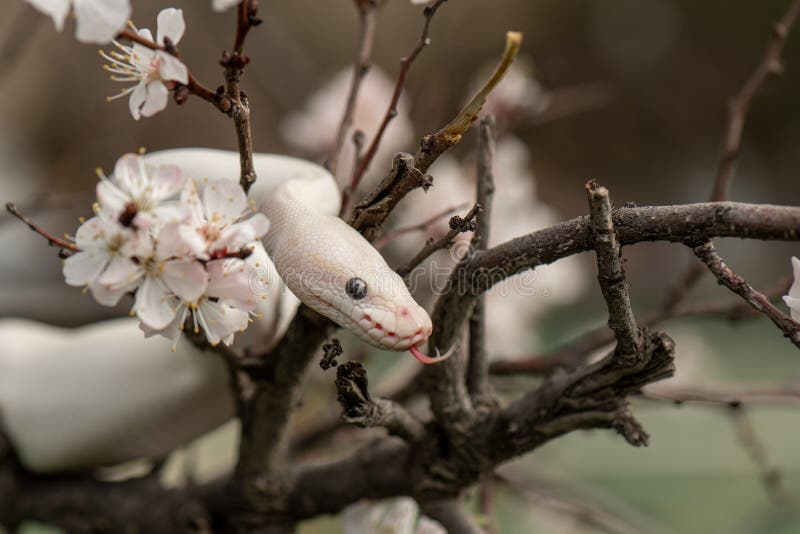 White Snake with Blue Eyes on a Cherry Blossom Branch. Ball Python ...