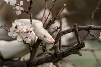 White Snake with Blue Eyes on a Cherry Blossom Branch. Ball Python ...
