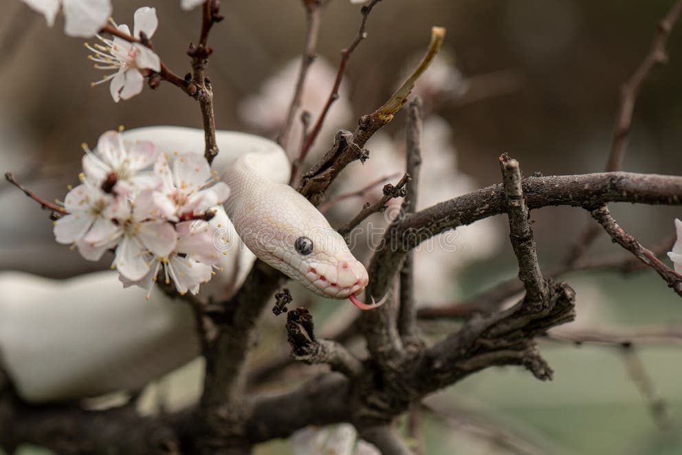 White Snake with Blue Eyes on a Cherry Blossom Branch. Ball Python ...