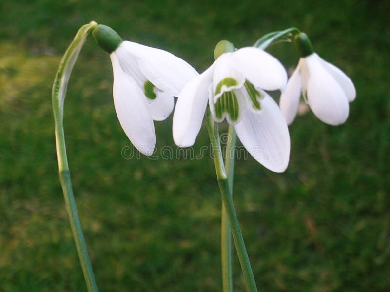 Beautiful White Snowdrops in the Field Stock Image - Image of field ...