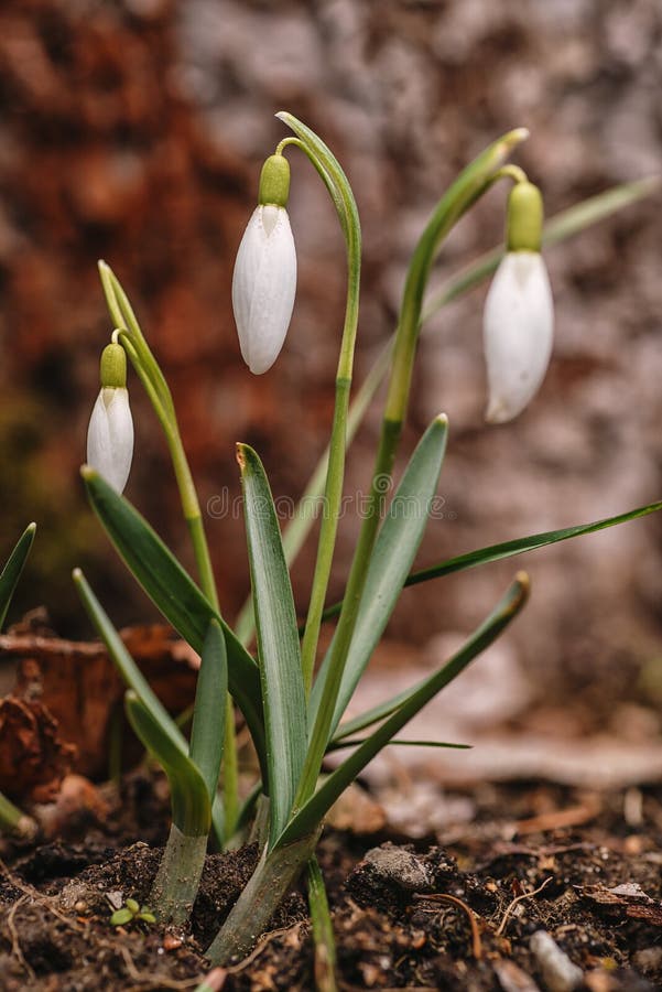 Beautiful White Snowdrops in Garden, First Spring Flower Symbol Stock ...
