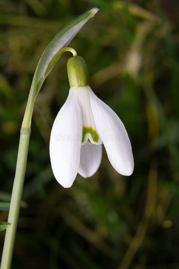 Beautiful White Snowdrops with Light Green Background Stock Photo ...