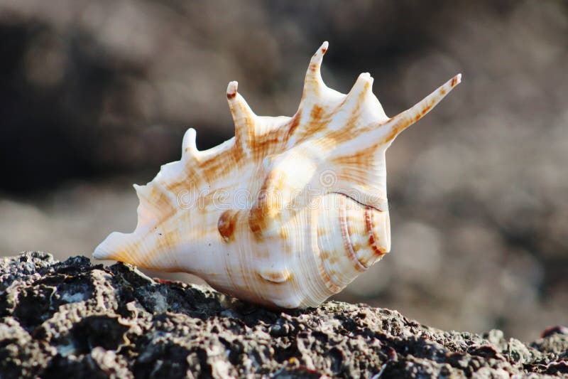 Beautiful White Spider Conch Seashells on the Stone in the Beach Stock ...