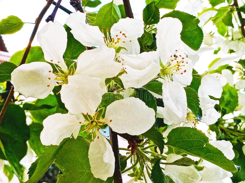 Beautiful White Spring Apple Tree. Close-up Background Image. Stock ...