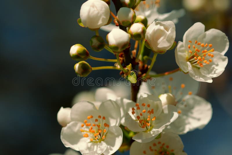 Beautiful White Spring Blossom on a Sunny Day Stock Photo - Image of ...