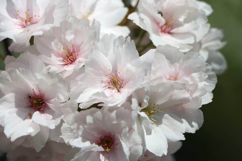 Spring blossoms beauty stock image. Image of dreamy - 379761865
