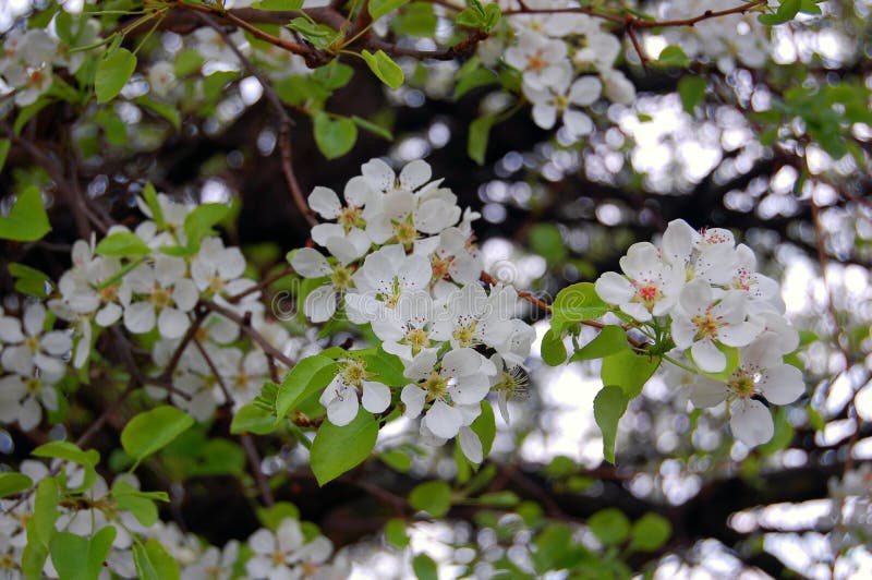 Beautiful White Spring Flowers Stock Image - Image of spring, march ...