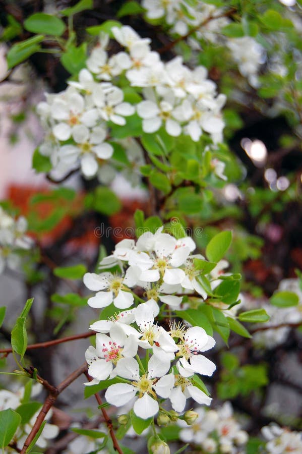 Beautiful White Spring Flowers Stock Photo - Image of fresh, gardening ...