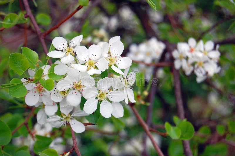 Beautiful White Spring Flowers Stock Photo - Image of beautiful ...