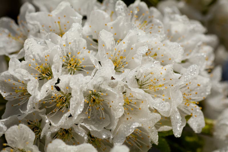 Beautiful White Spring Flowers Covered with Raindrops Stock Photo ...