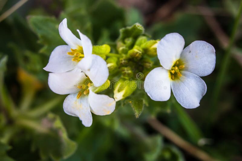 Beautiful White Spring Flowers Stock Image - Image of bloom, summer ...
