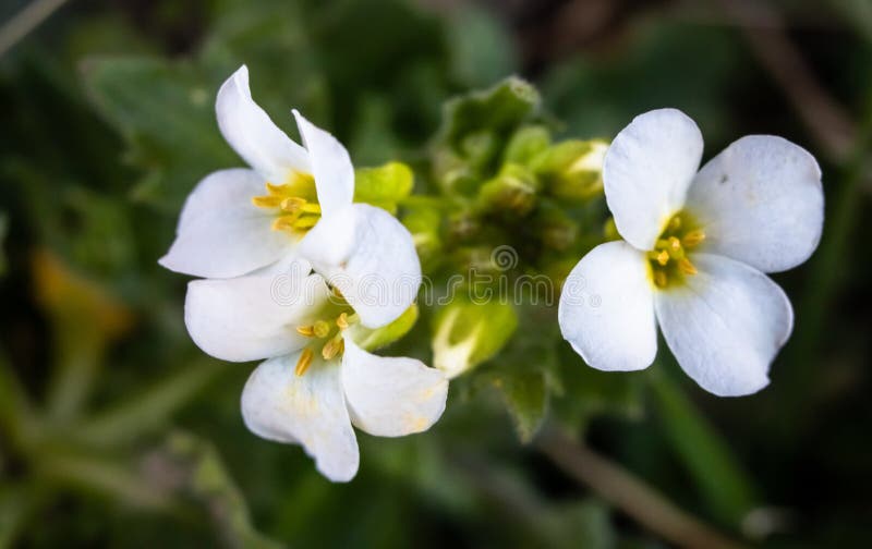 Beautiful White Spring Flowers Stock Photo - Image of bright, flora ...