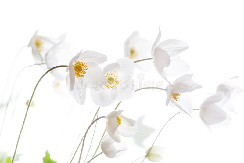 Beautiful White Spring Flowers. Soft Image. Stock Image - Image of ...